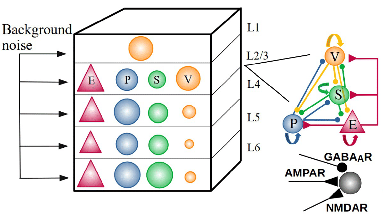 Large-scale simulation of rodent V1 across laminae. | Licheng Zou